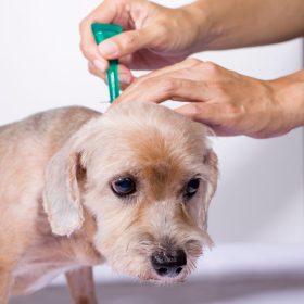 Come togliere le pulci dal cane: consigli e prodotti utili